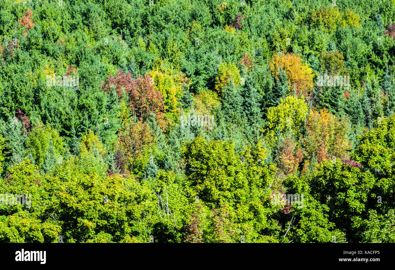 Dense green forest from above with some trees starting to show fall ...