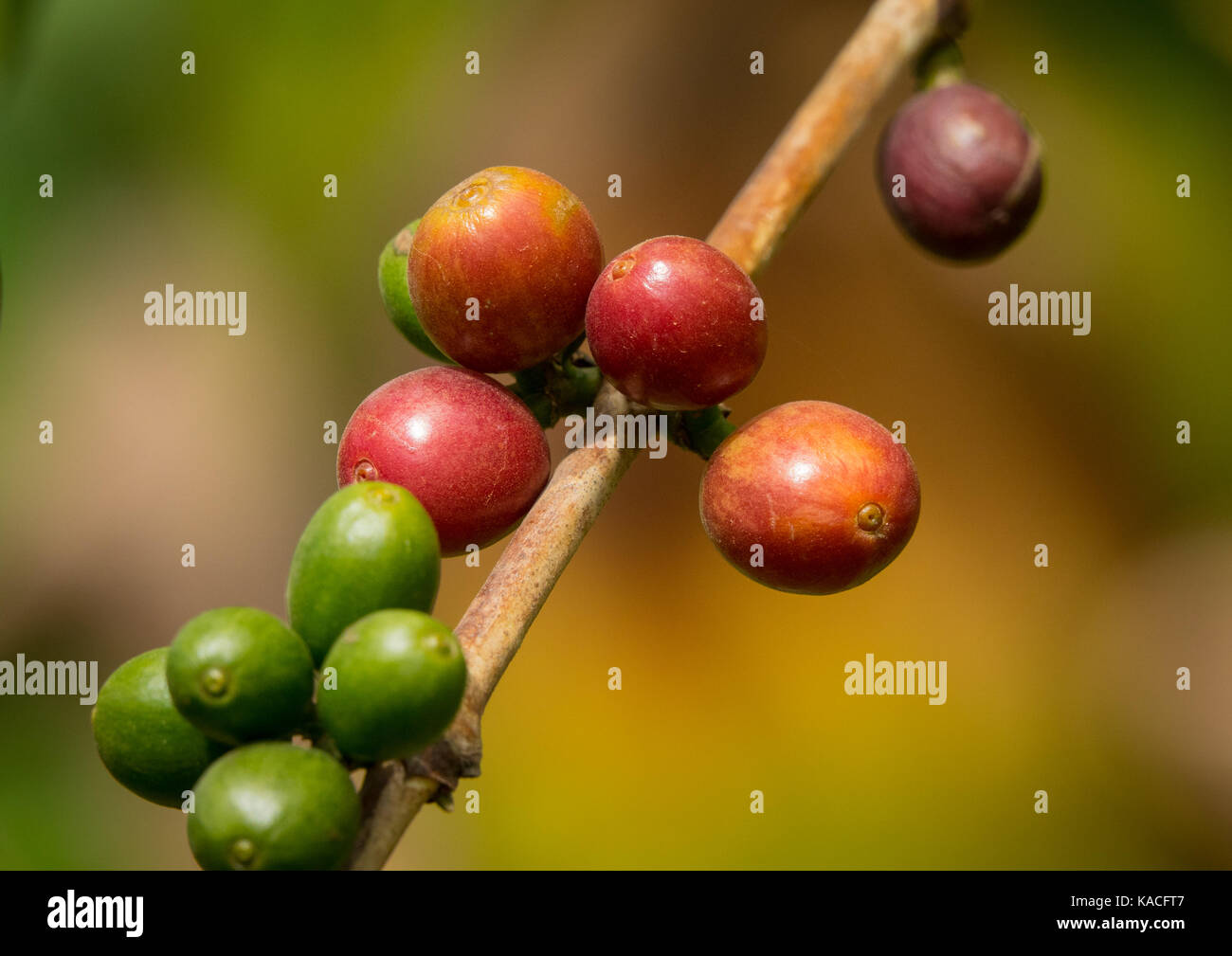 Green coffee beans from a Coffea tree in Omo Valley, Ganta, Ethiopia ...