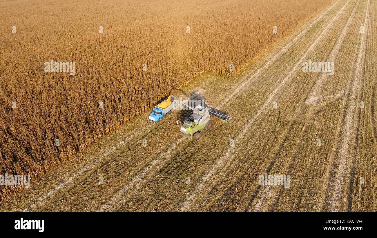 Combine harvester pours corn grain into the truck body. Harvester ...