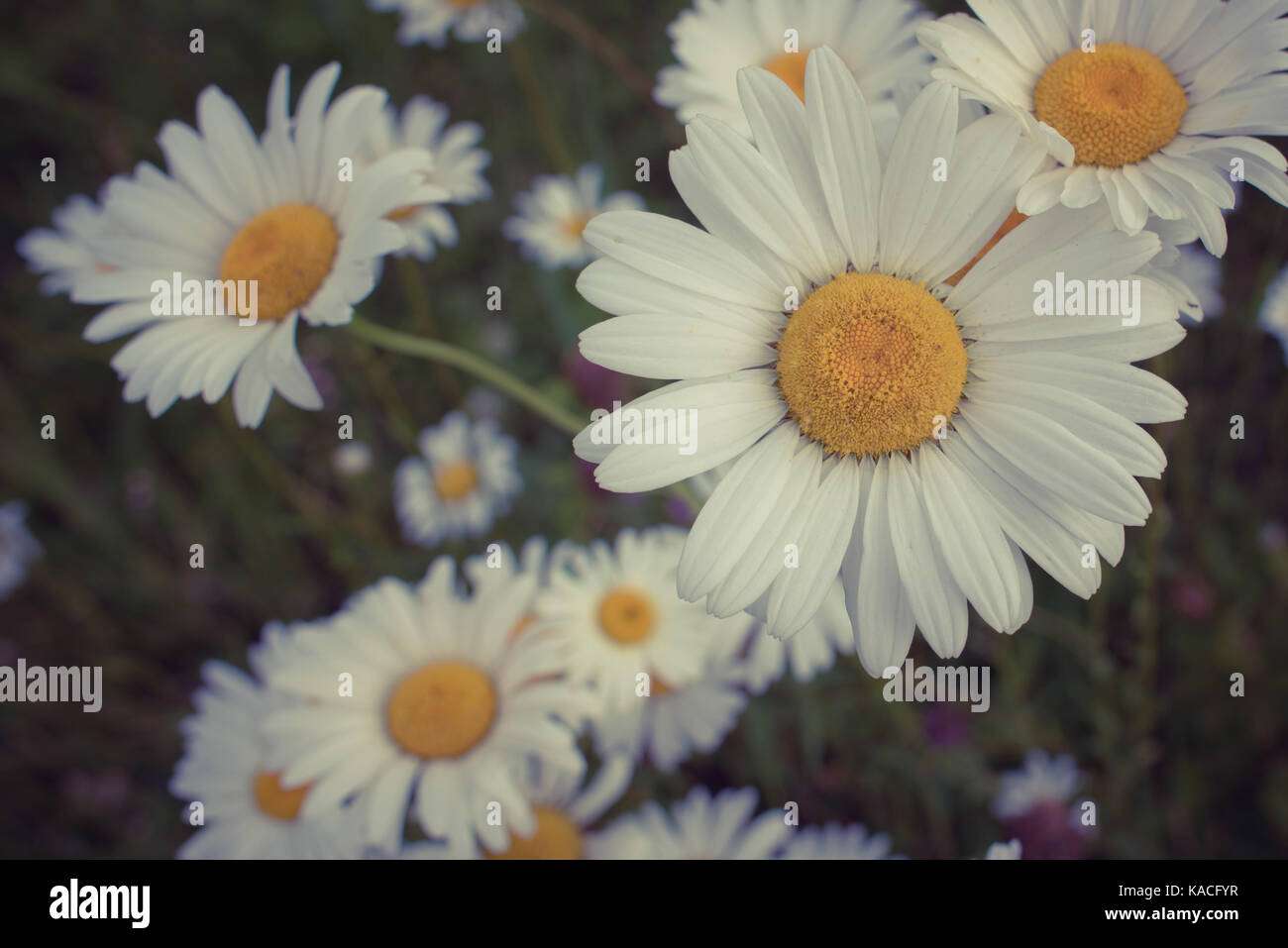 Multiple Daisy Flowers in Meadow Stock Photo - Alamy