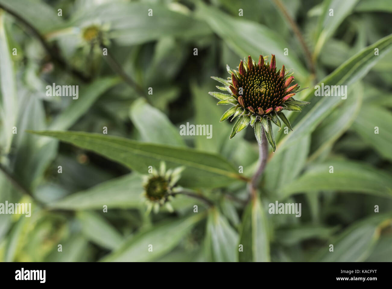 Young Coneflower Heads in Bloom Stock Photo - Alamy