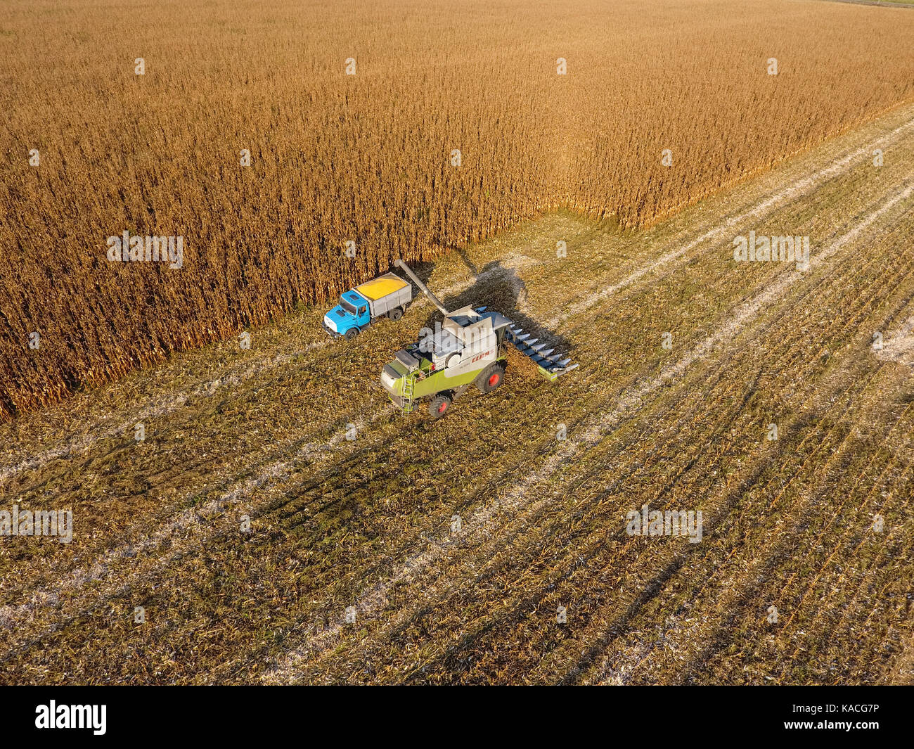 Combine harvester pours corn grain into the truck body. Harvester ...