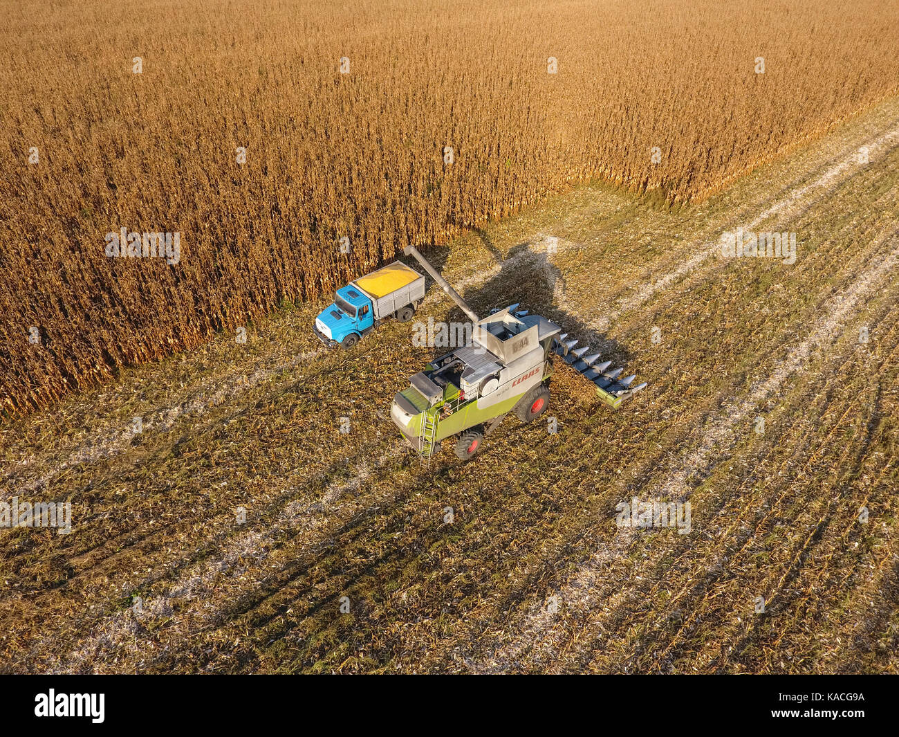 Combine harvester pours corn grain into the truck body. Harvester ...