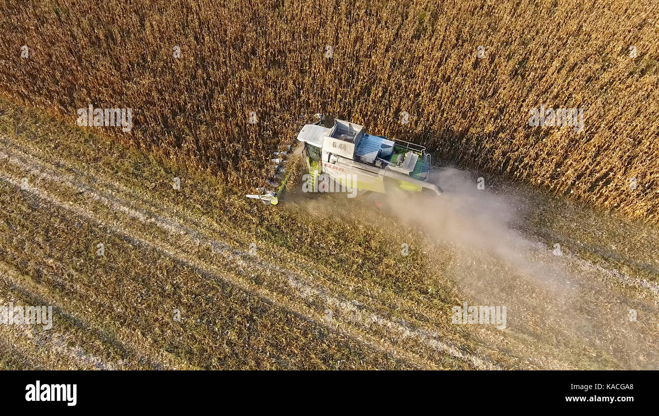 Harvester harvests corn. Collect corn cobs with the help of a combine ...