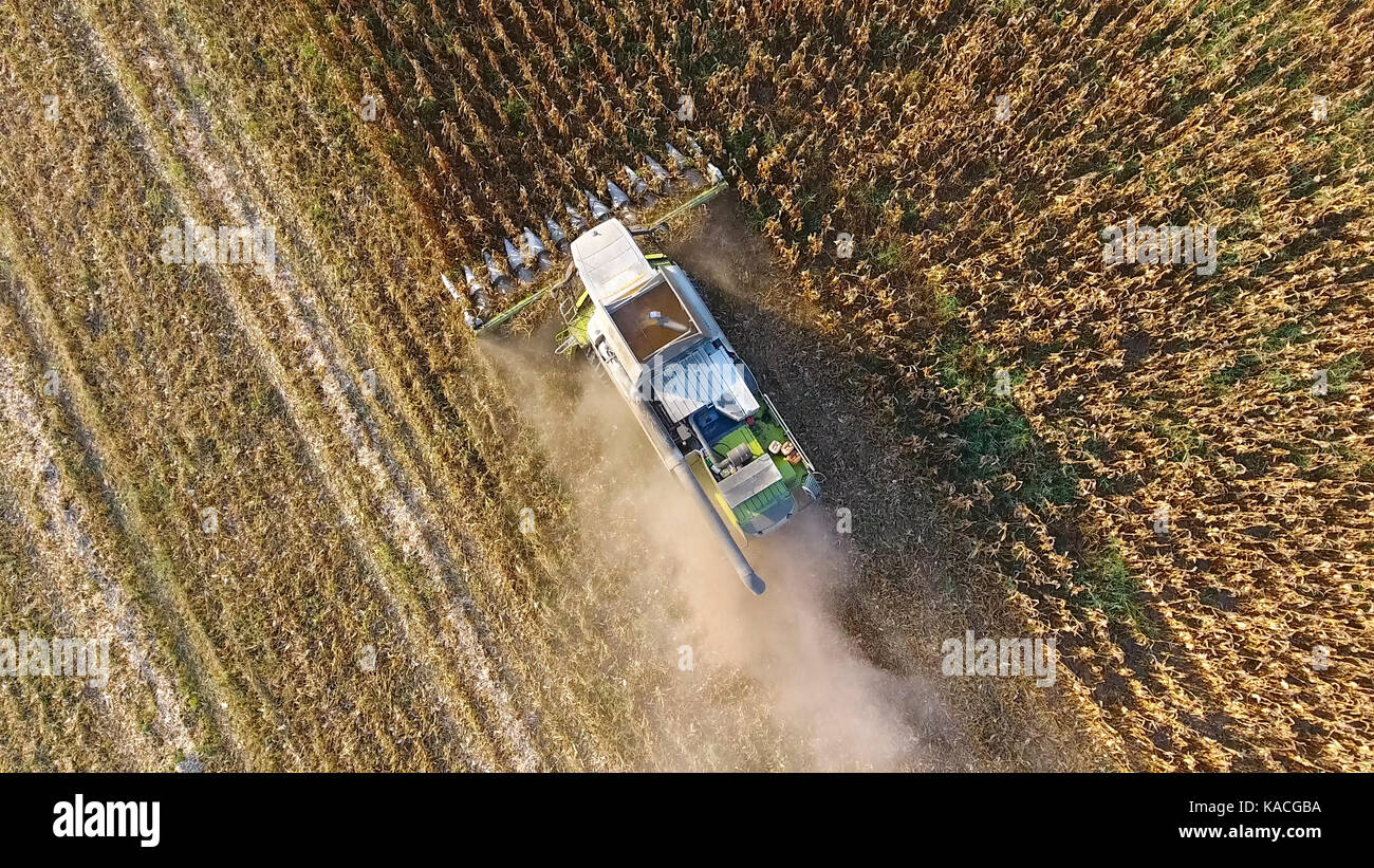 Harvester harvests corn. Collect corn cobs with the help of a combine ...