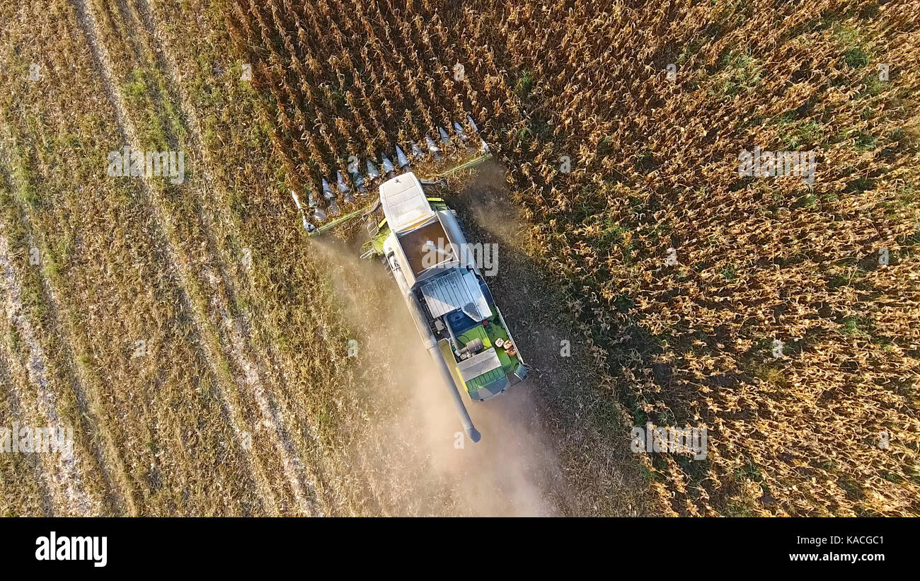 Harvester harvests corn. Collect corn cobs with the help of a combine ...