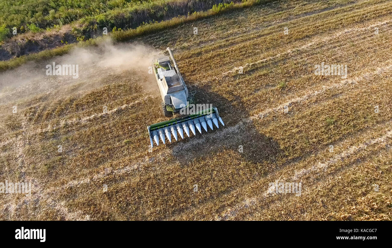 Harvester harvests corn. Collect corn cobs with the help of a combine ...