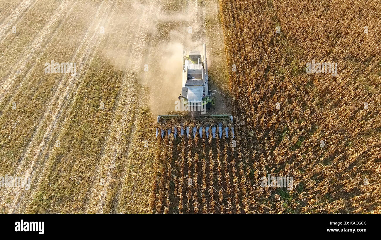 Harvester harvests corn. Collect corn cobs with the help of a combine ...