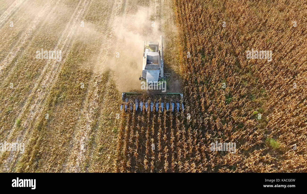 Harvester harvests corn. Collect corn cobs with the help of a combine ...