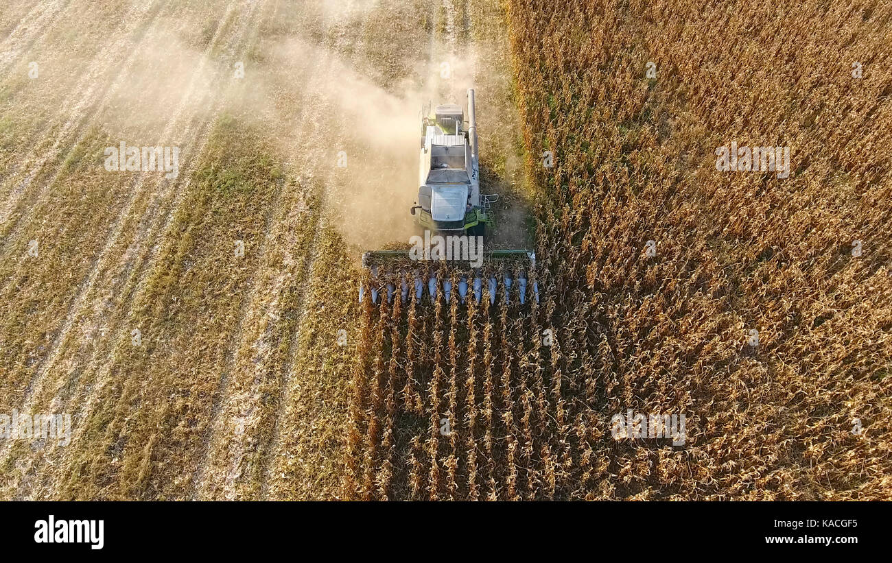 Harvester harvests corn. Collect corn cobs with the help of a combine ...