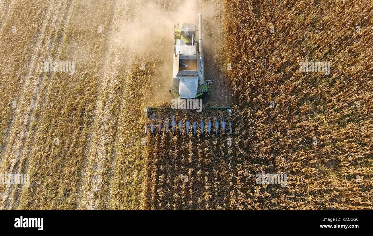 Harvester harvests corn. Collect corn cobs with the help of a combine ...