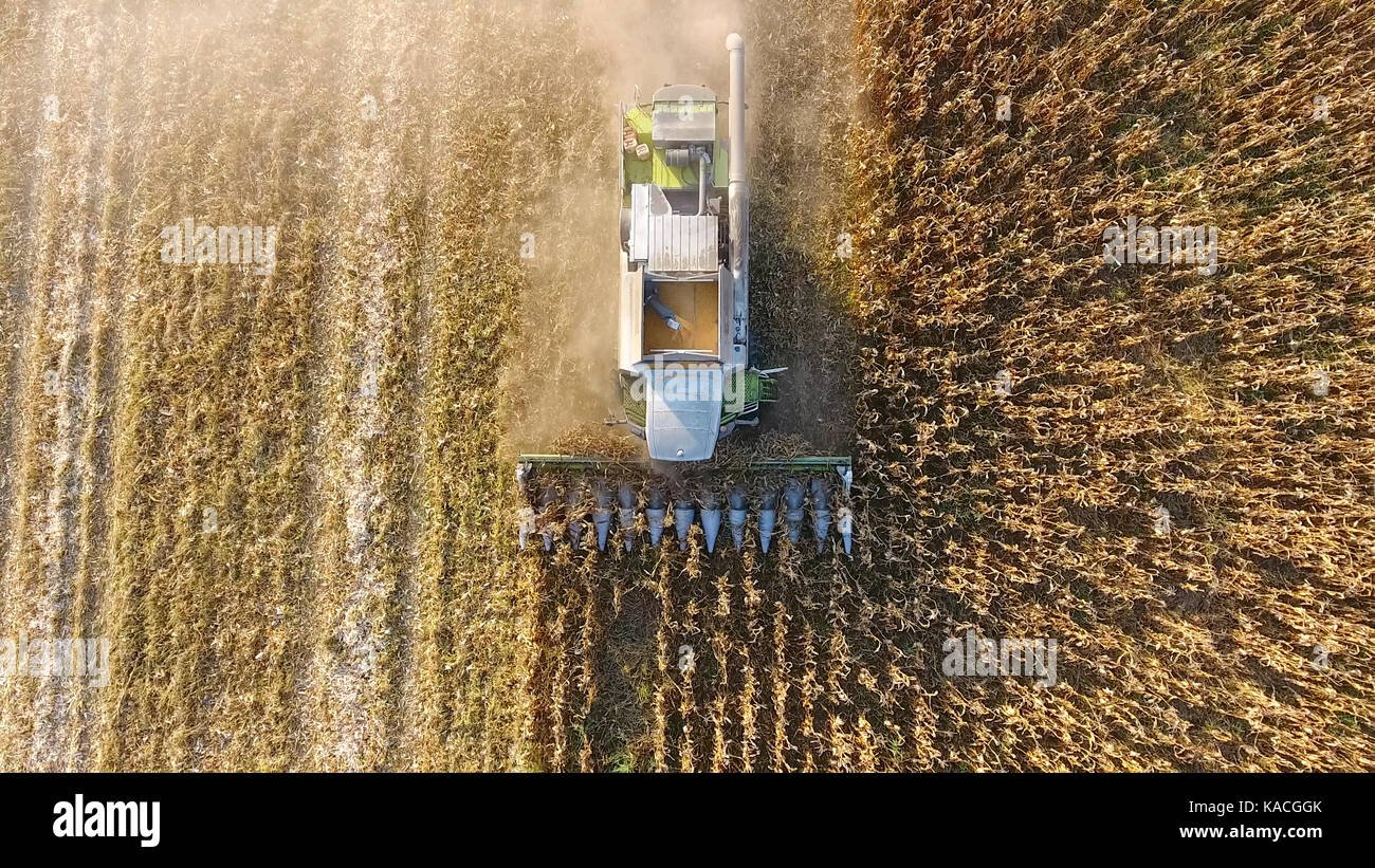 Harvester harvests corn. Collect corn cobs with the help of a combine ...