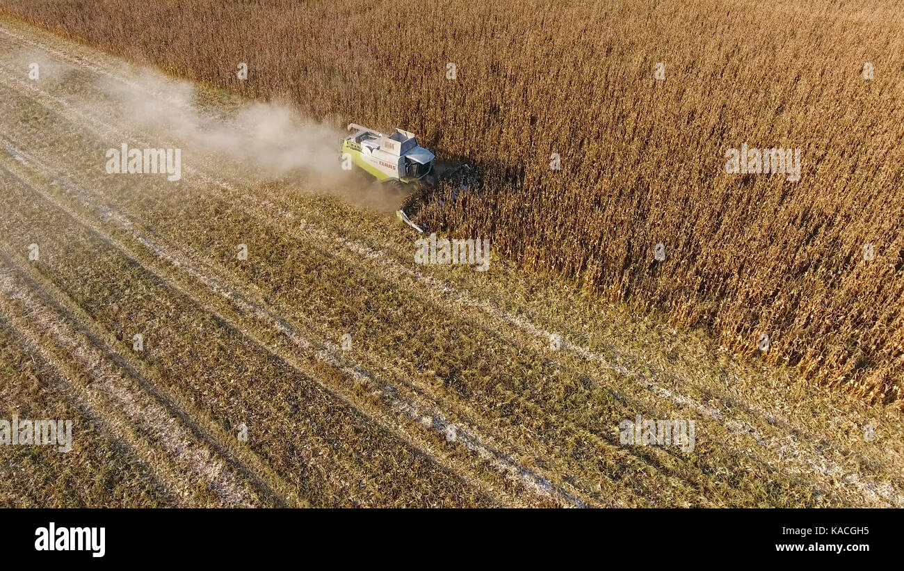 Harvester harvests corn. Collect corn cobs with the help of a combine ...