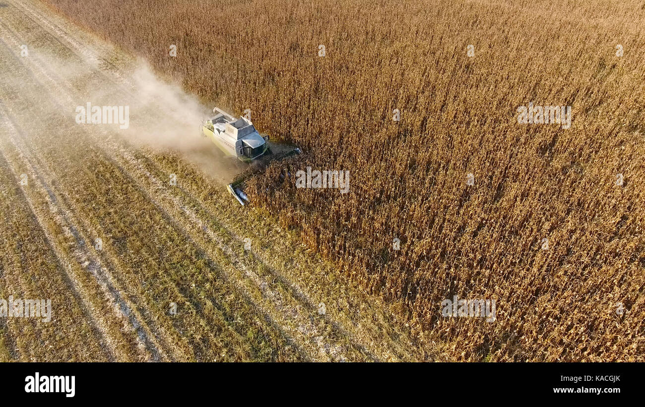 Harvester harvests corn. Collect corn cobs with the help of a combine ...