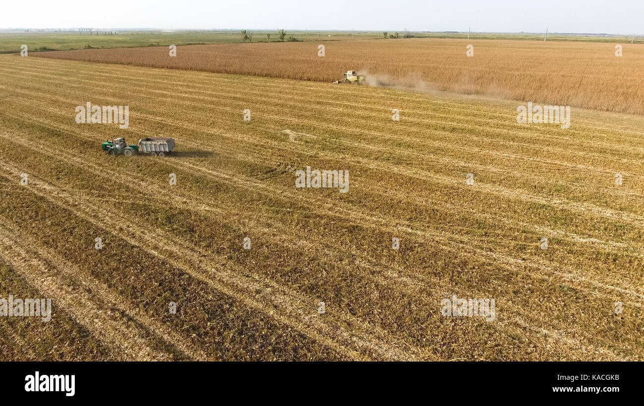 Harvester harvests corn. Collect corn cobs with the help of a combine ...