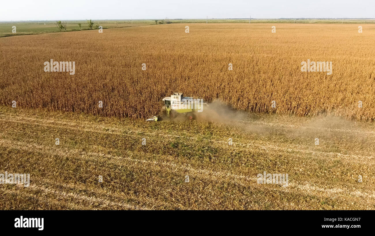 Harvester harvests corn. Collect corn cobs with the help of a combine ...