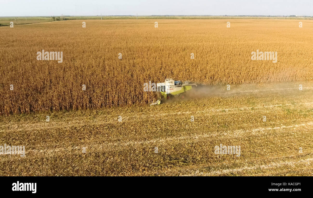 Harvester harvests corn. Collect corn cobs with the help of a combine ...
