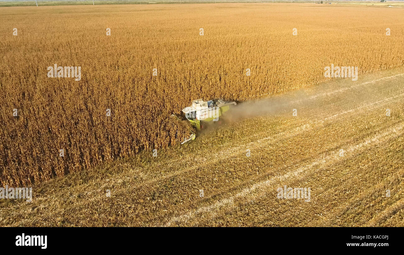 Harvester harvests corn. Collect corn cobs with the help of a combine ...