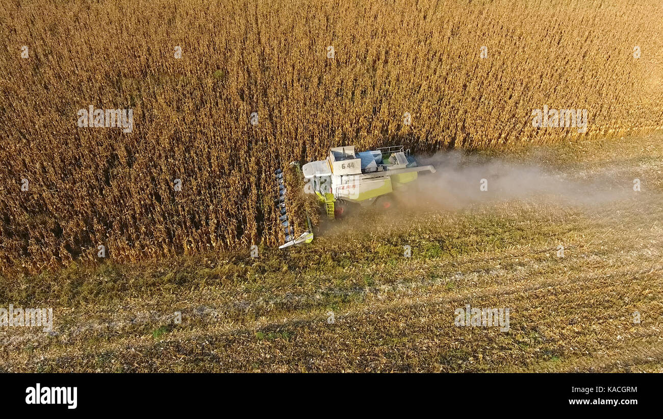 Harvester harvests corn. Collect corn cobs with the help of a combine ...