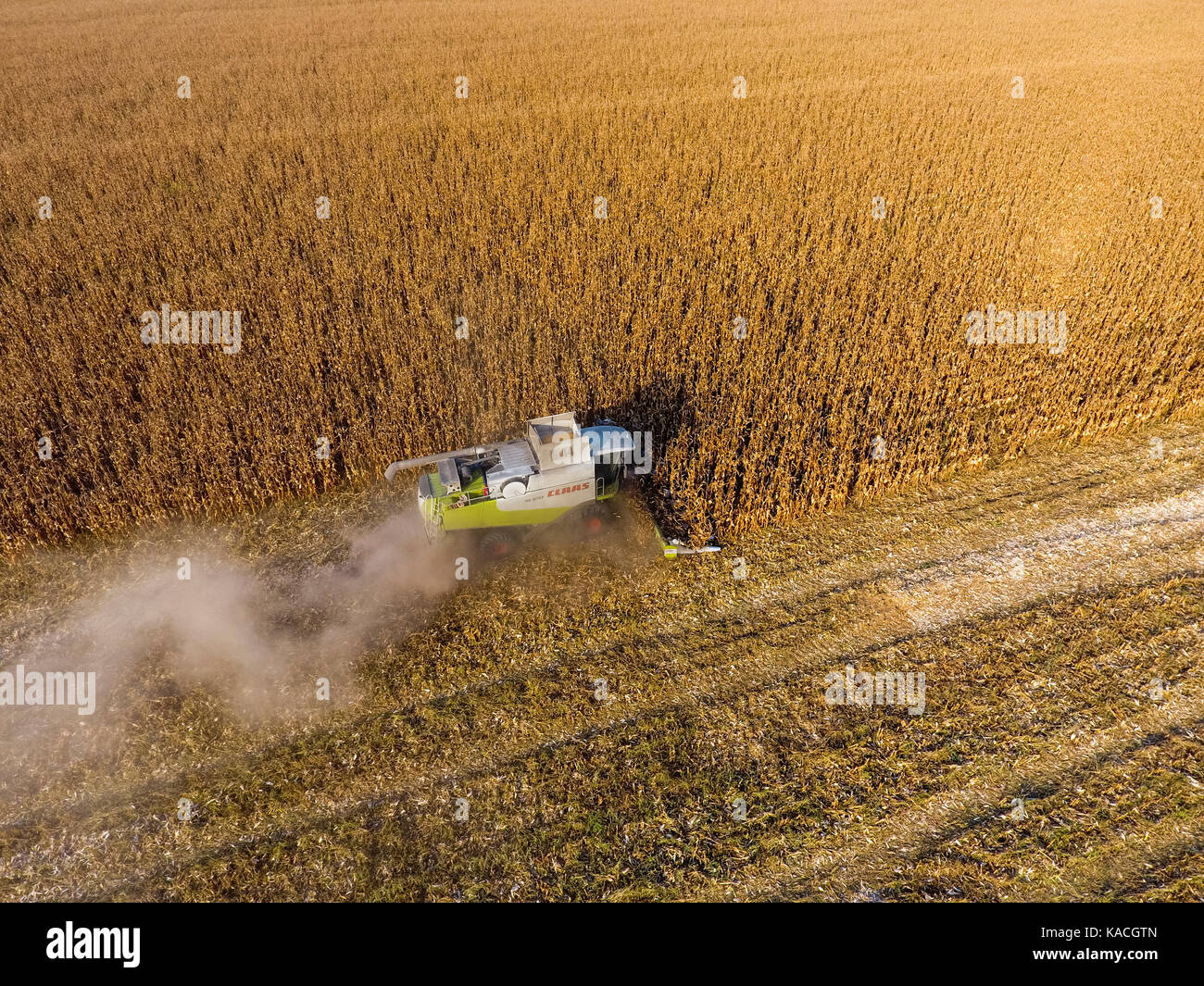 Harvester harvests corn. Collect corn cobs with the help of a combine ...