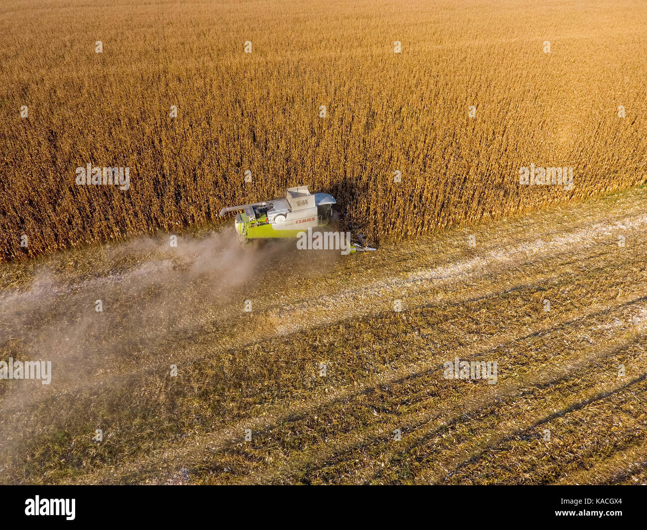 Harvester harvests corn. Collect corn cobs with the help of a combine ...