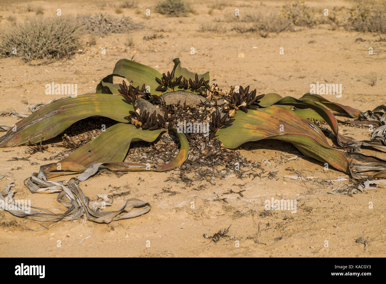 Welwitschia Mirabilis High Resolution Stock Photography and Images - Alamy