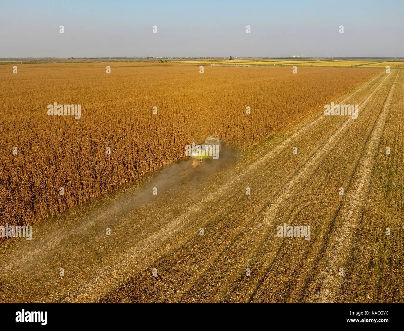 Harvester harvests corn. Collect corn cobs with the help of a combine ...