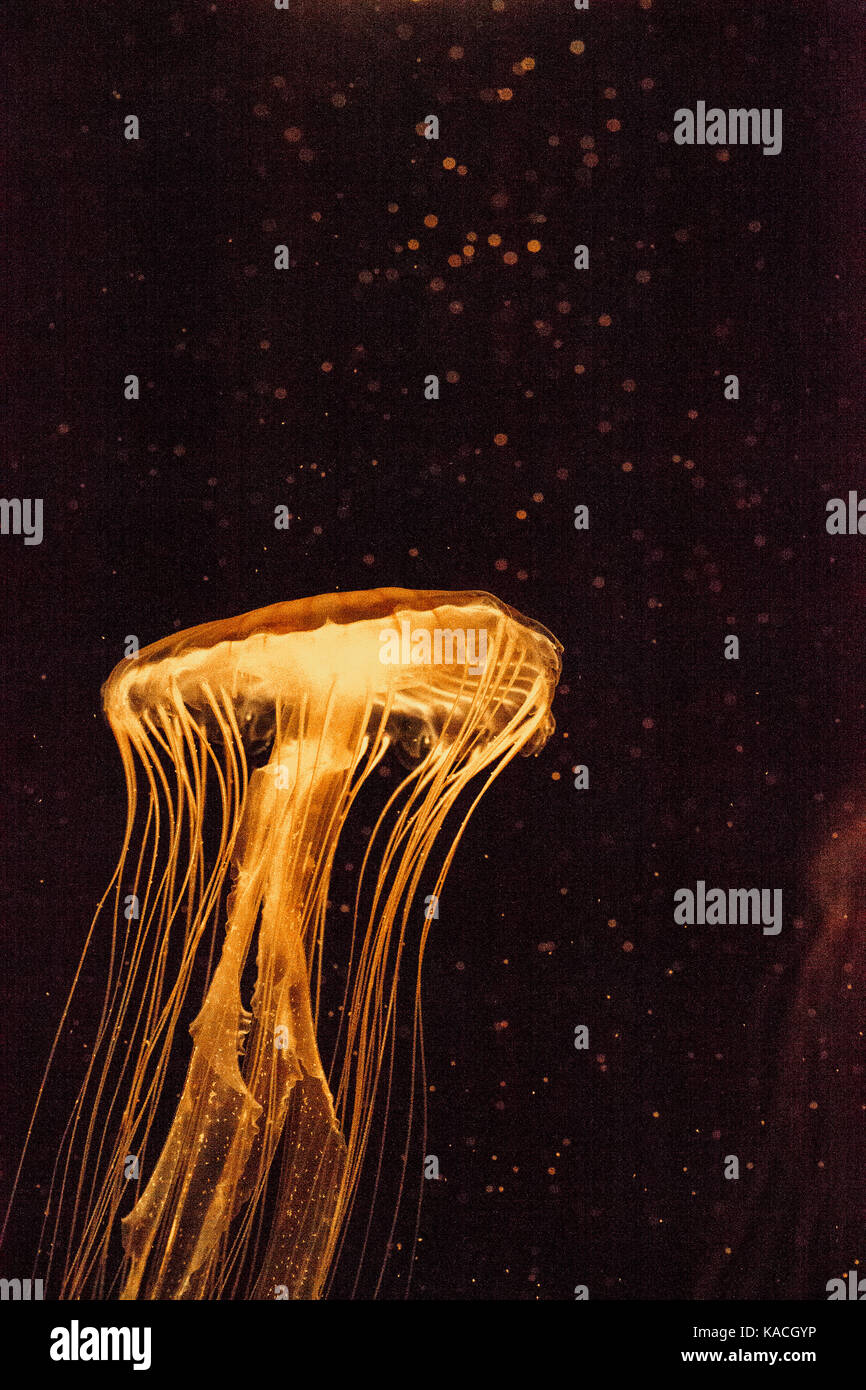 Japanese sea nettle Jellyfish, Chrysaora pacifica, can range in color ...