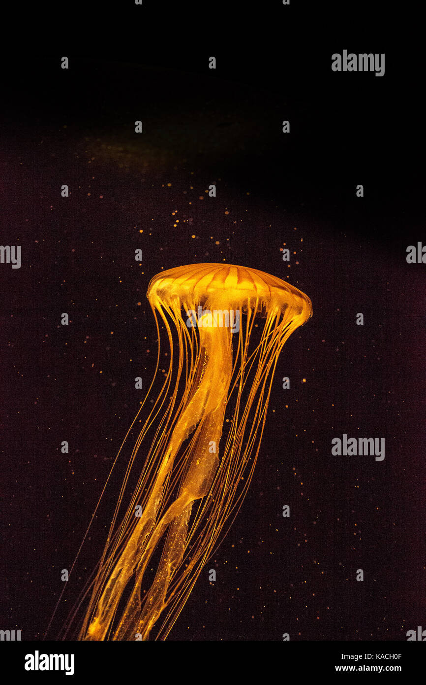Japanese sea nettle Jellyfish, Chrysaora pacifica, can range in color ...