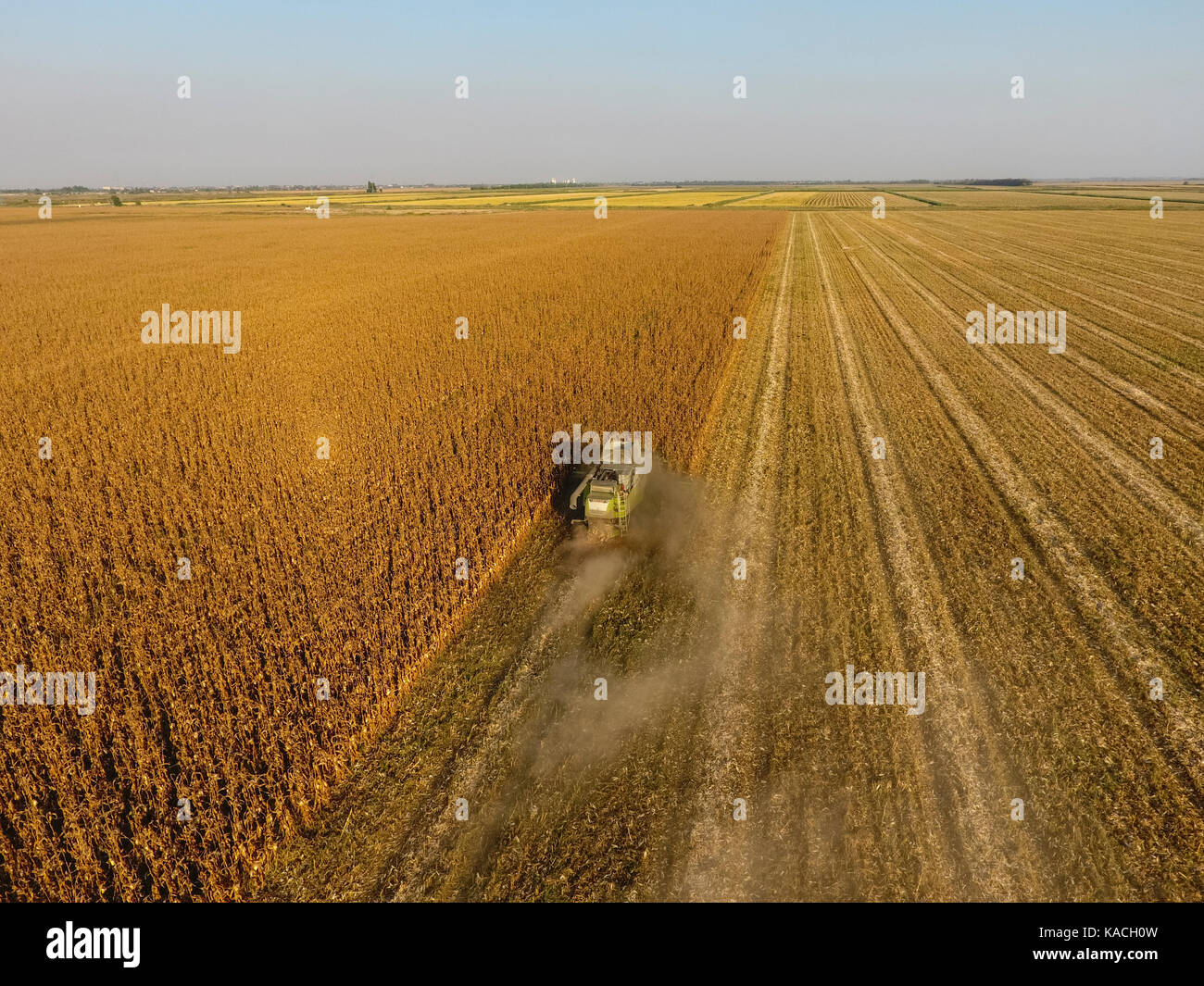 Harvester harvests corn. Collect corn cobs with the help of a combine ...