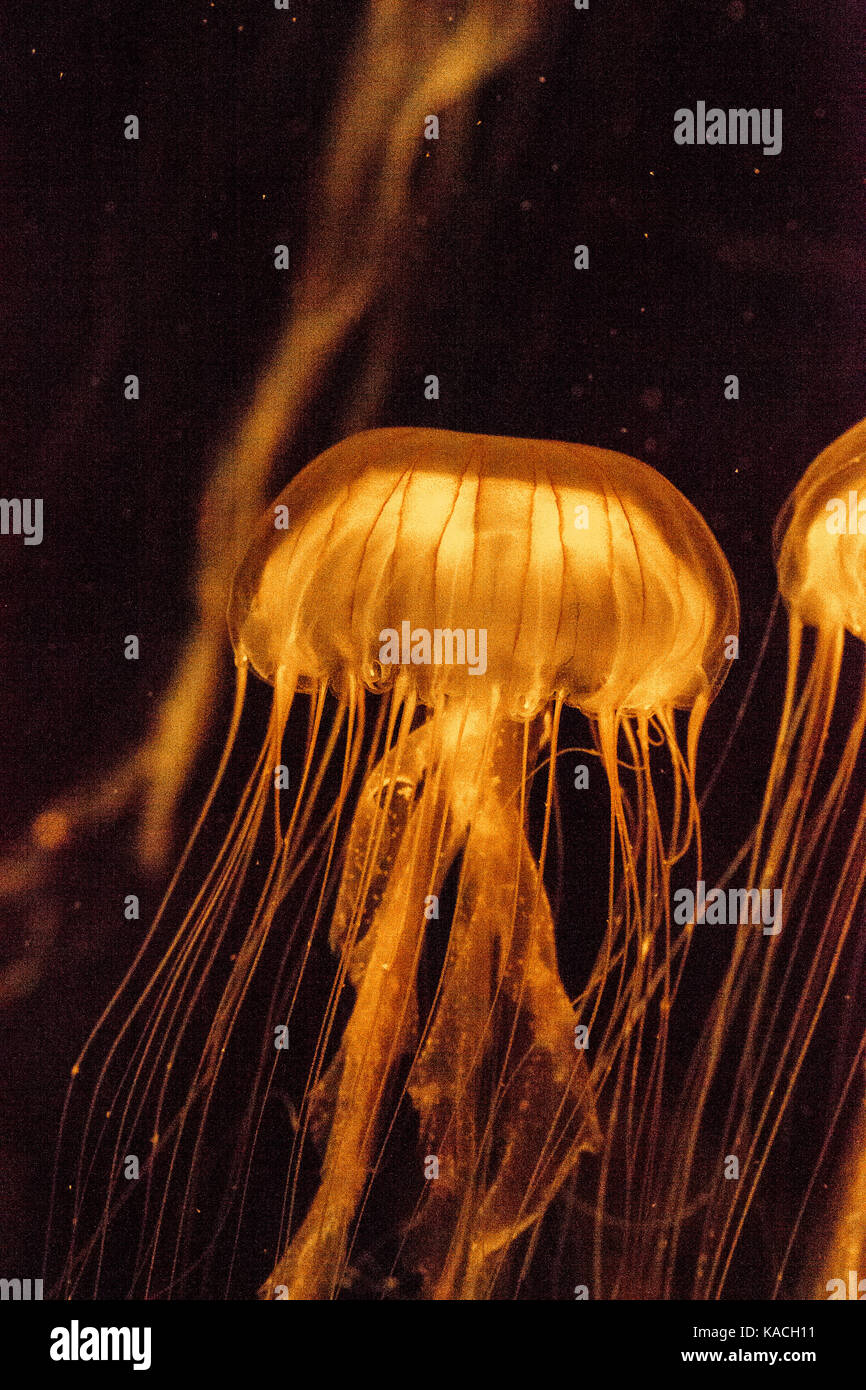 Japanese sea nettle Jellyfish, Chrysaora pacifica, can range in color ...