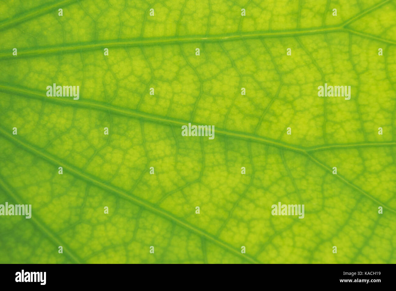 detailed lotus leaf in close up for background, texture Stock Photo - Alamy