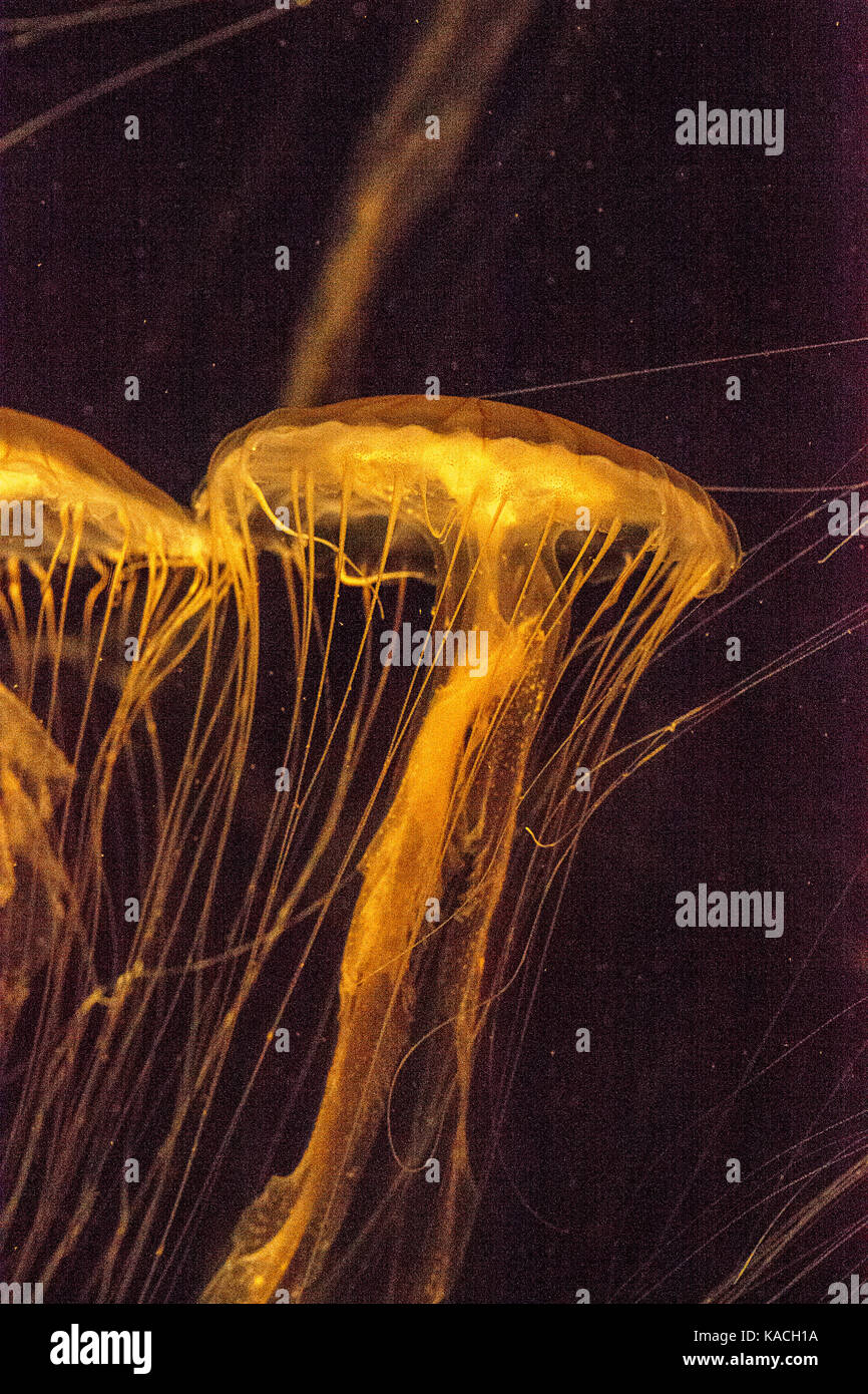 Japanese sea nettle Jellyfish, Chrysaora pacifica, can range in color ...