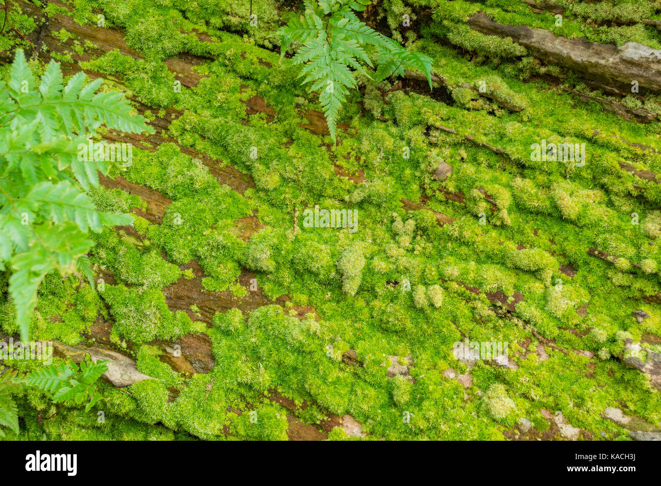 green moss on stone for background texture Stock Photo - Alamy