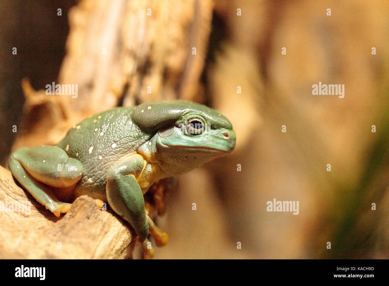 Litoria splendida hi-res stock photography and images - Alamy