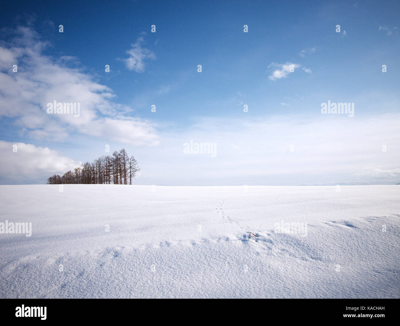 Row of Trees in Snowfield at Biei during winter, Hokkaido, Japan Stock ...