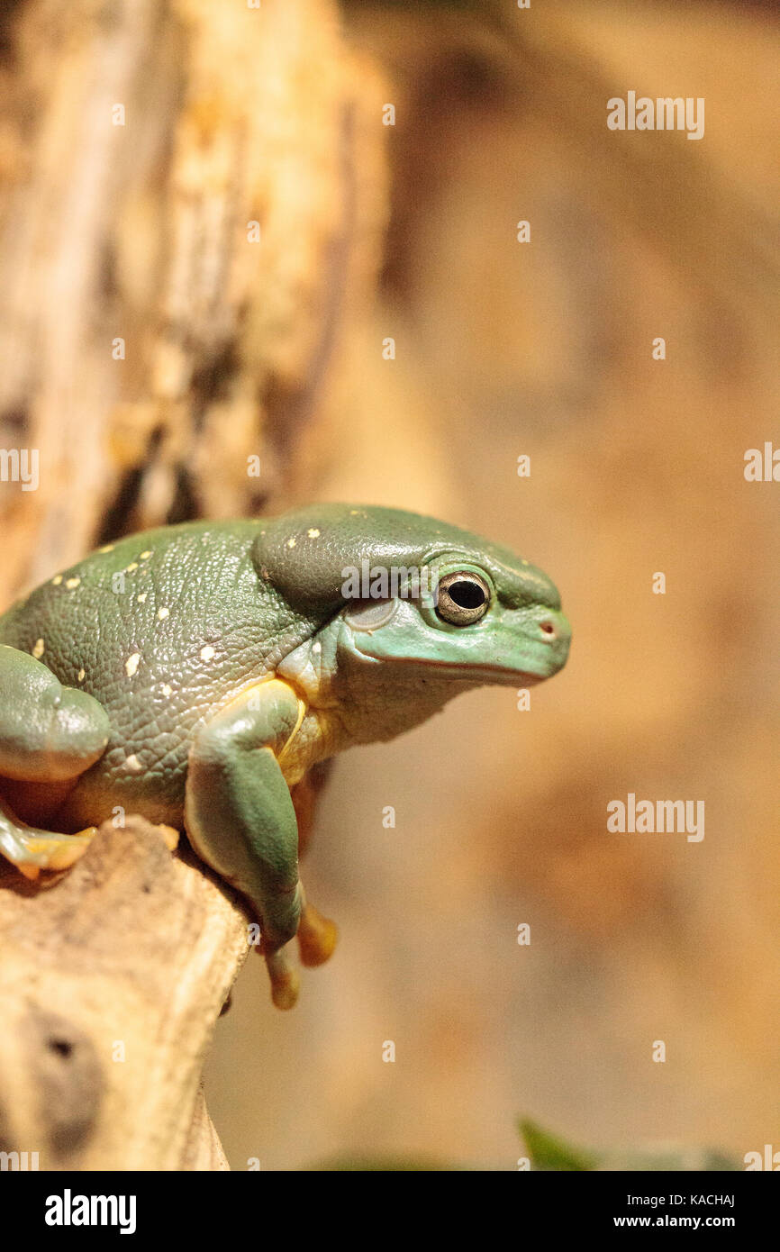 Splendid tree frog hi-res stock photography and images - Alamy