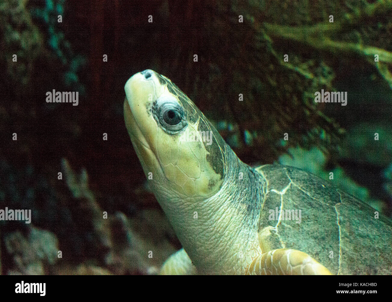Olive ridley turtle swimming hi-res stock photography and images - Alamy