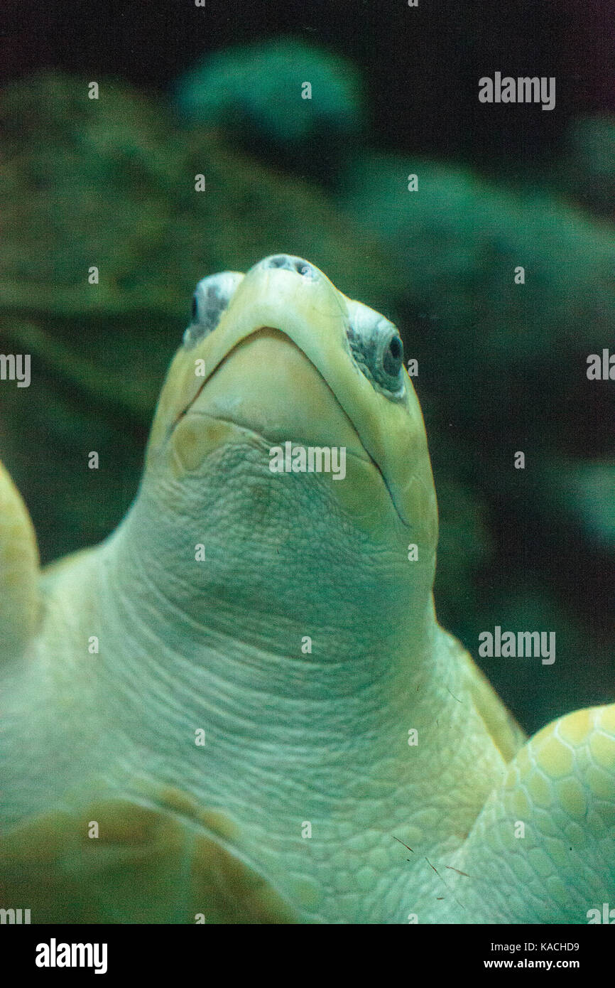 Olive ridley turtle swimming hi-res stock photography and images - Alamy