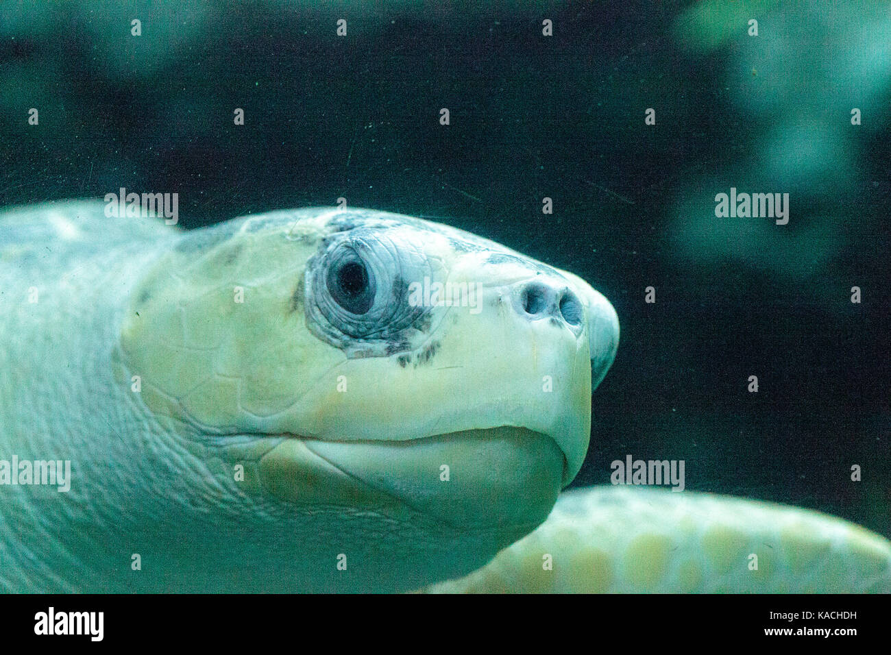 Olive ridley turtle swimming hi-res stock photography and images - Alamy