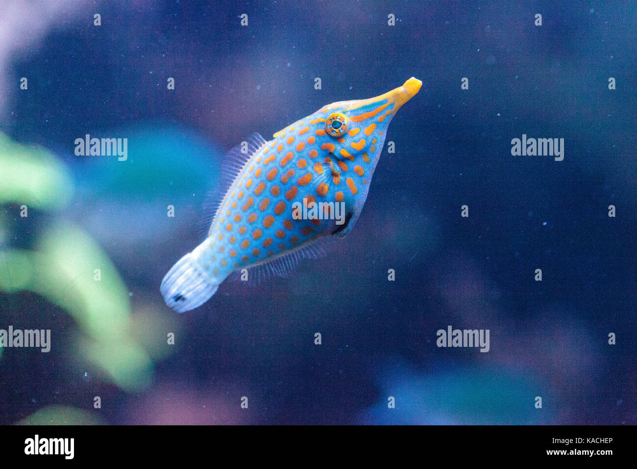 An orange spotted filefish hi-res stock photography and images - Alamy