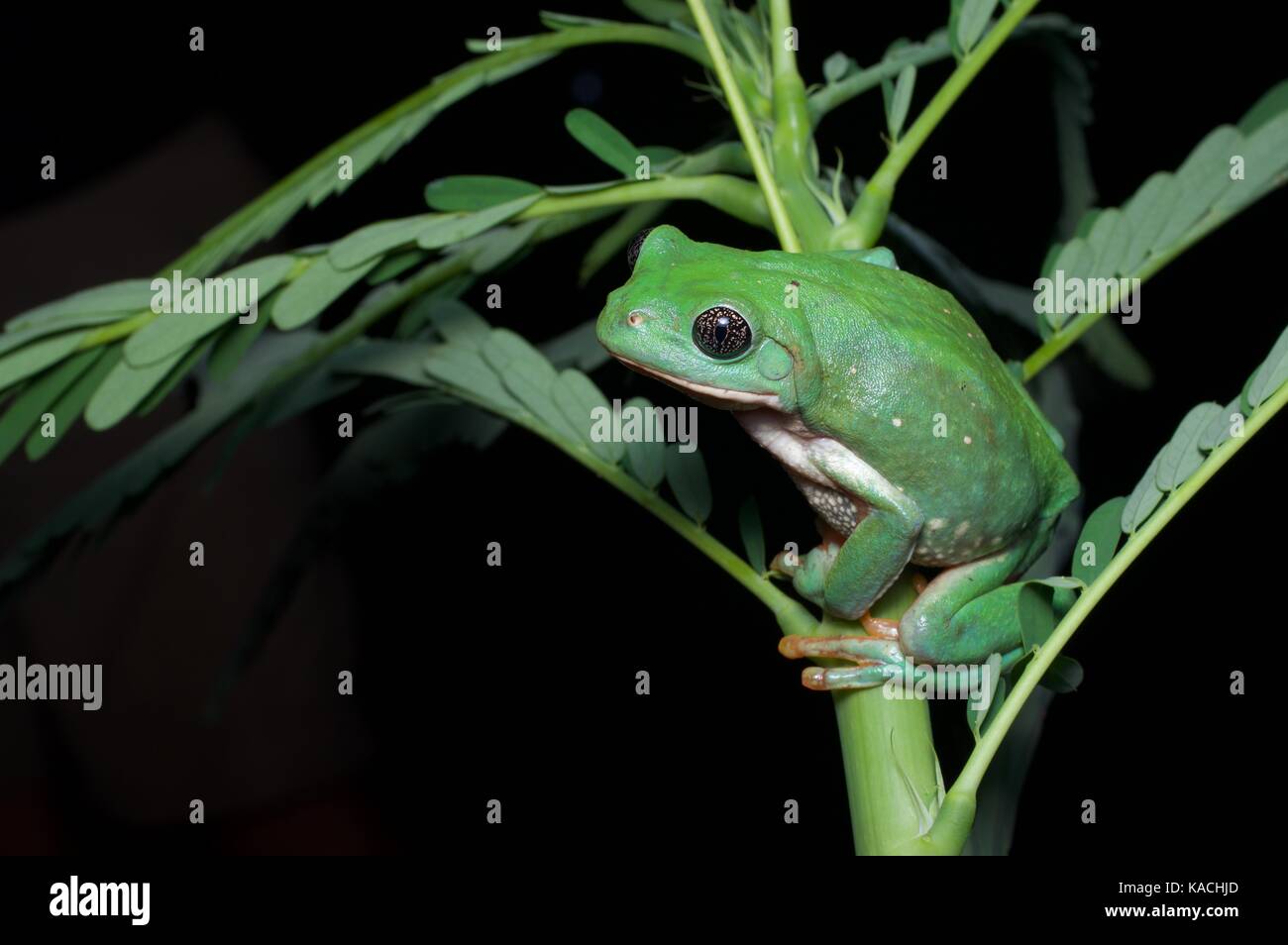 A Mexican Leaf Frog (Pachymedusa dacnicolor) perched on a small plant ...