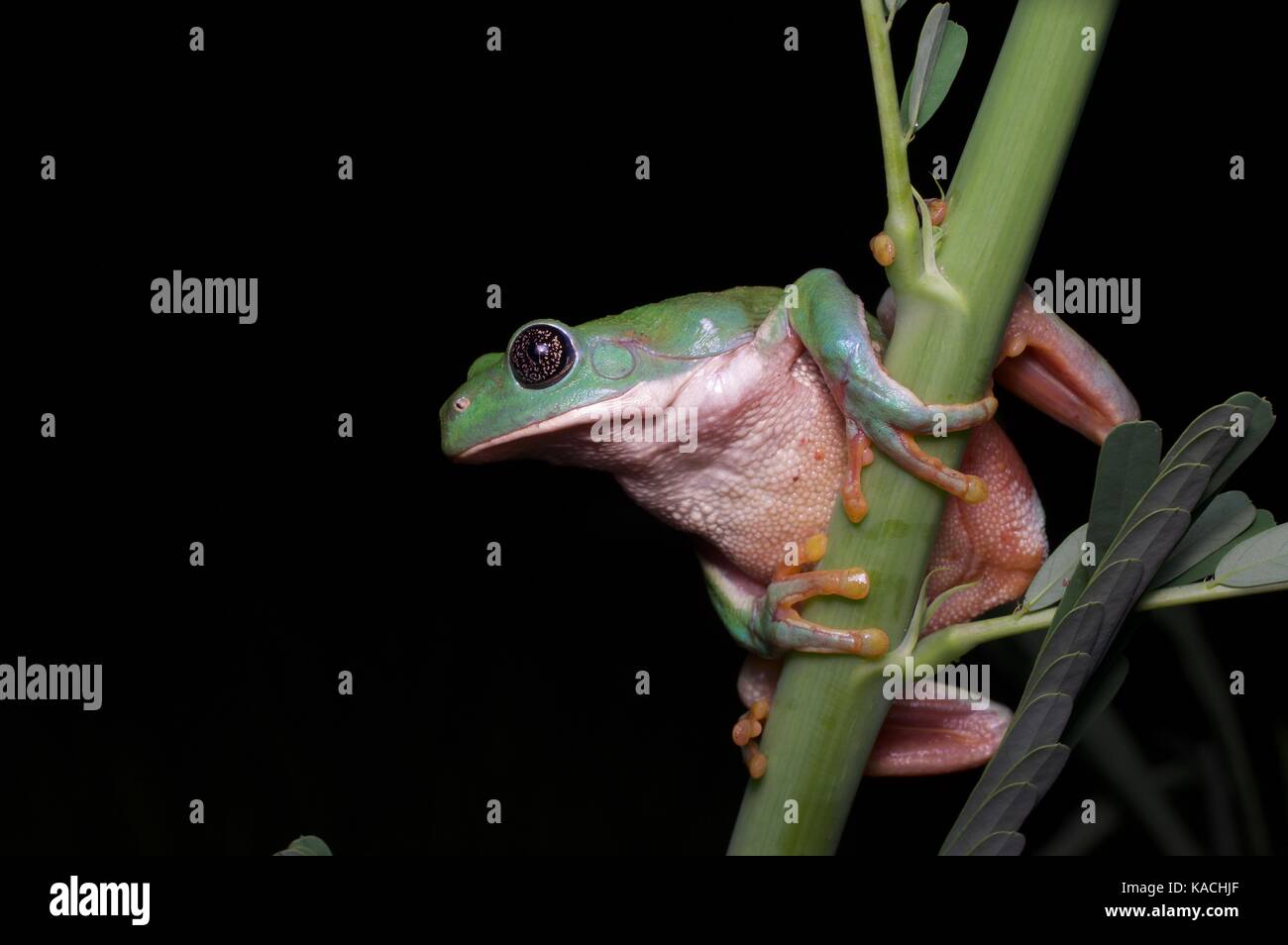 A Mexican Leaf Frog (Pachymedusa dacnicolor) perched on a small plant ...