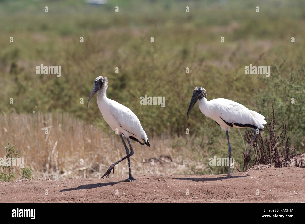 A pair of Wood Storks (Mycteria americana) along a canal in Huatabambo ...