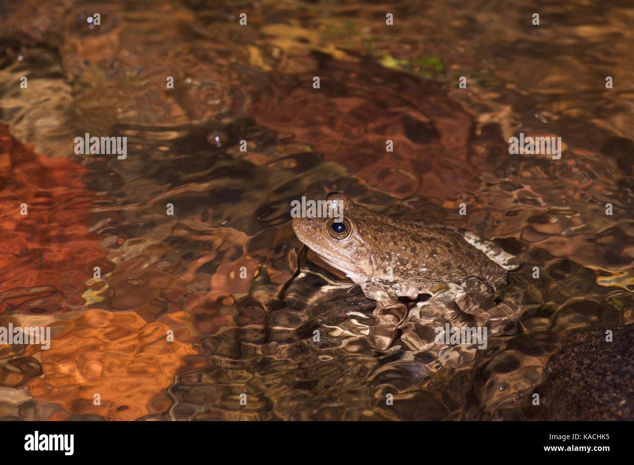 Tarahumara hi-res stock photography and images - Alamy