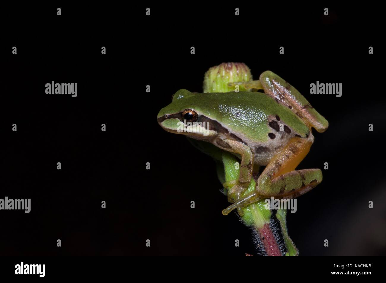 Arizona green tree frog hi-res stock photography and images - Alamy