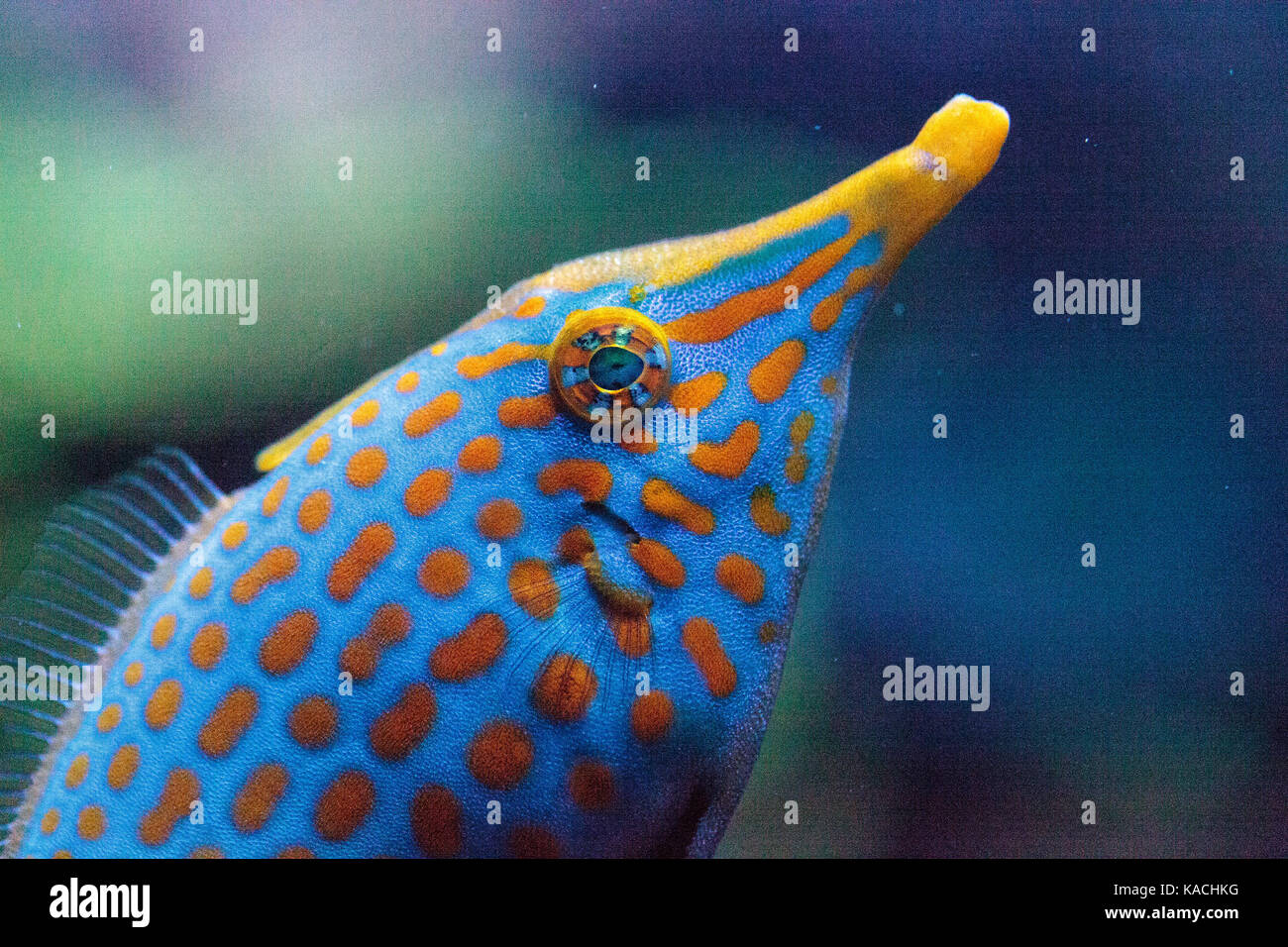 Orange Spotted Filefish High Resolution Stock Photography and Images ...