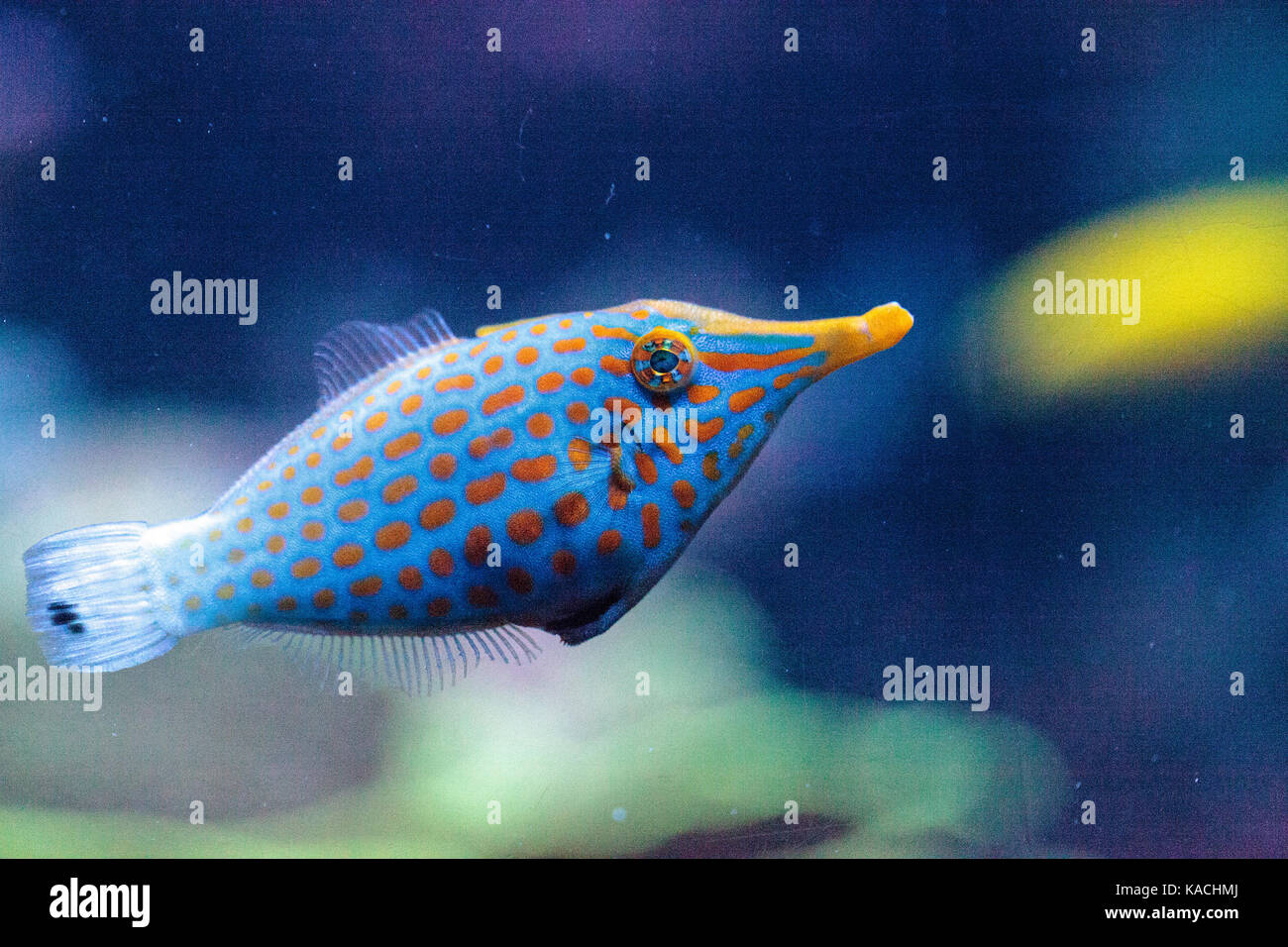 An orange spotted filefish hi-res stock photography and images - Alamy