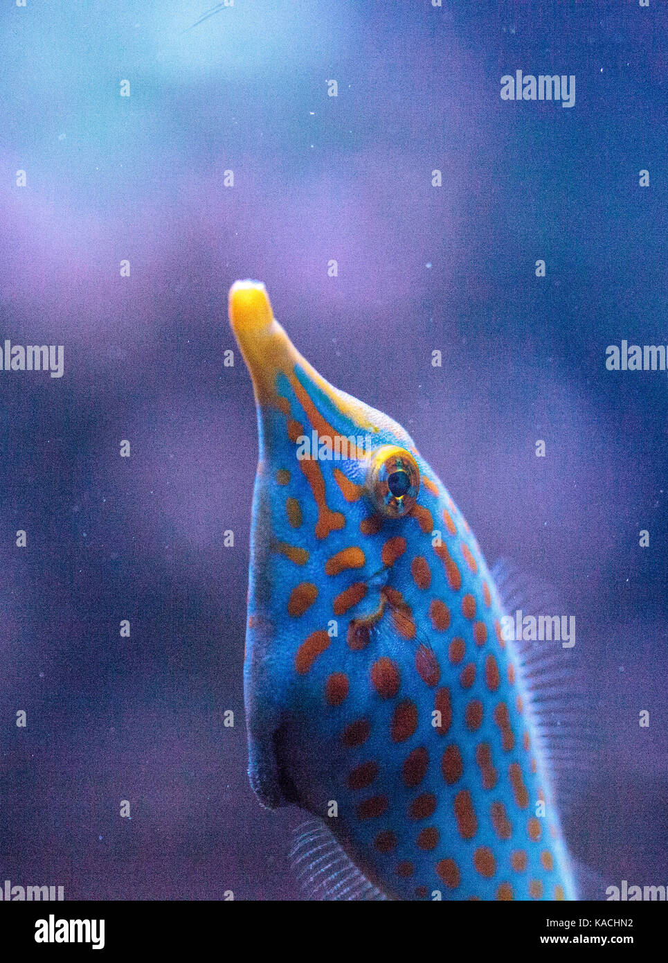 Oxymonacanthus Longirostris High Resolution Stock Photography and ...