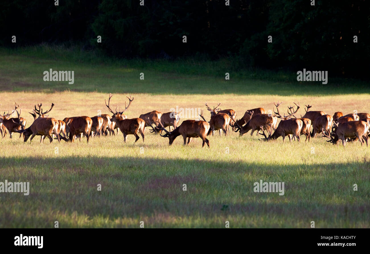Herd of elks hi-res stock photography and images - Alamy